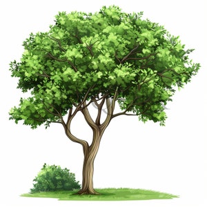 Ash Trees Clipart | 10 High Quality Jpgs | Botanical Art | Ash Tree ...