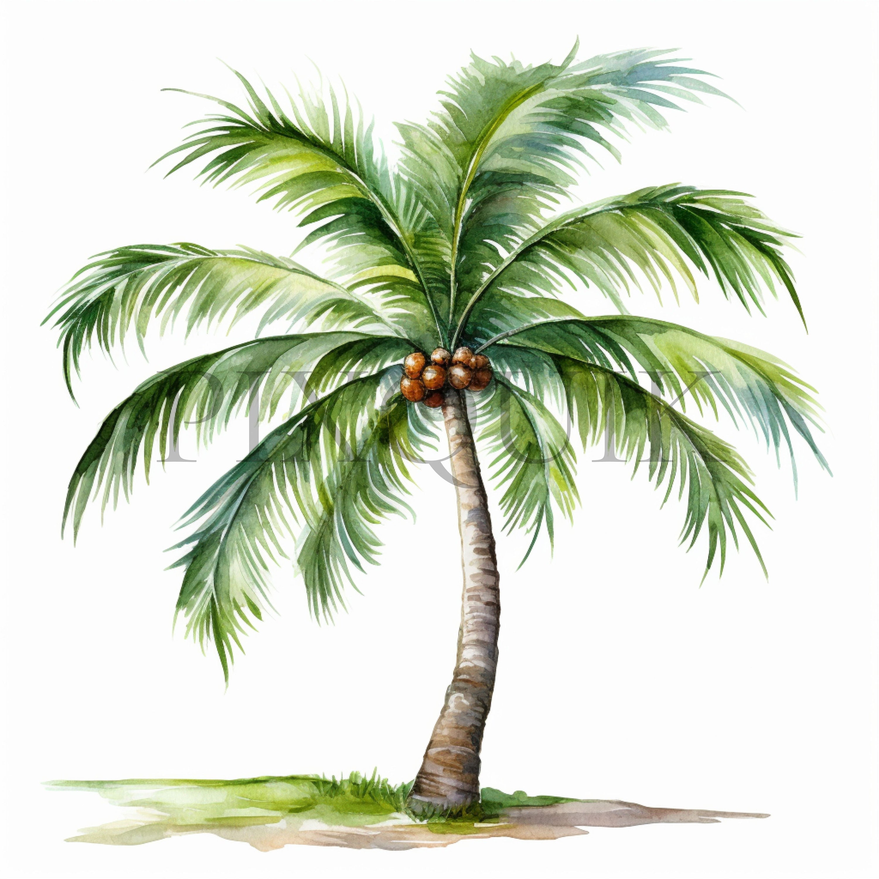 Palm Tree With Coconuts Clipart