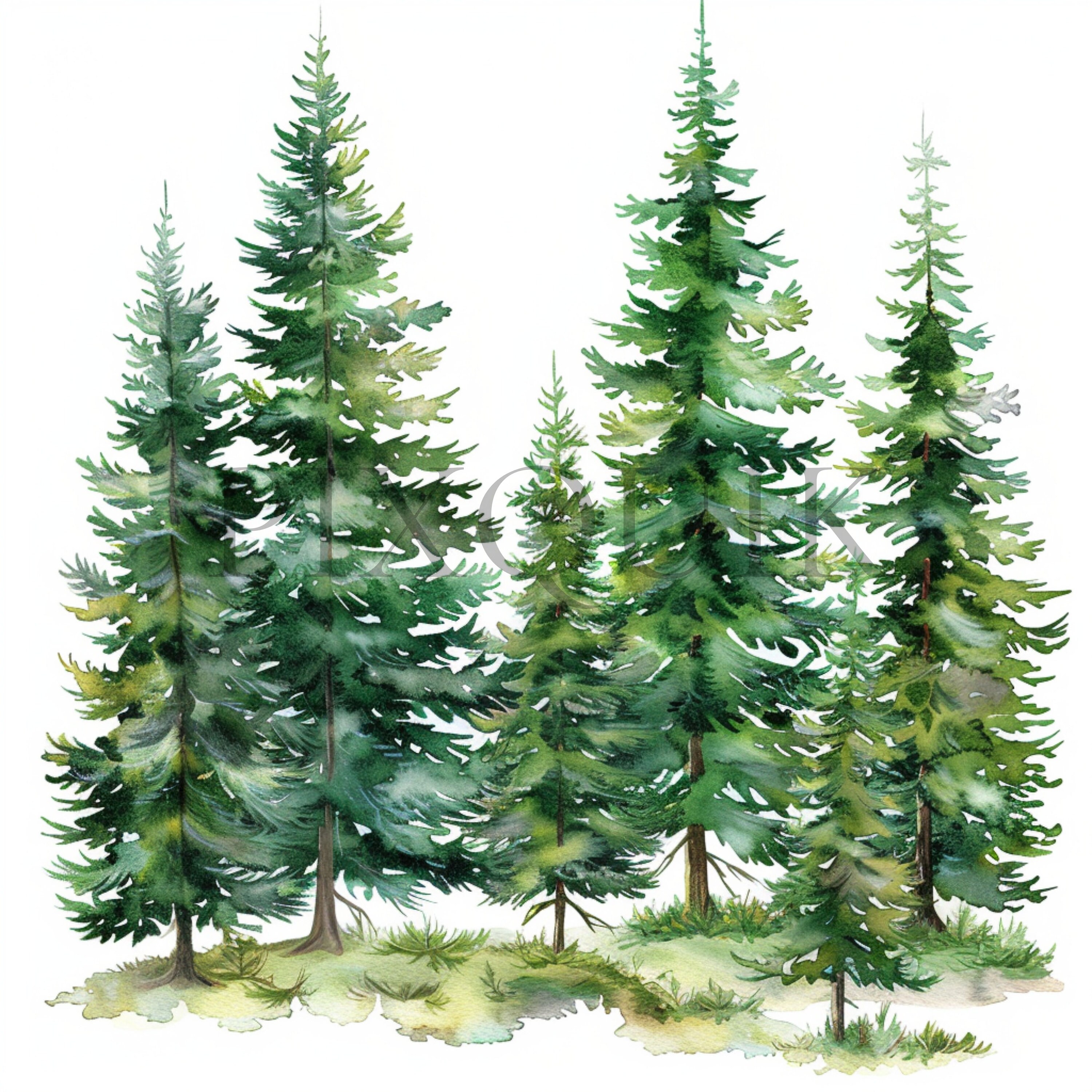 Fir Trees Clipart | 10 High Quality Jpgs | Botanical Art | Fir Tree ...