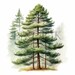 Pine Tree Watercolor Clipart | Evergreen Illustration (digital Download ...