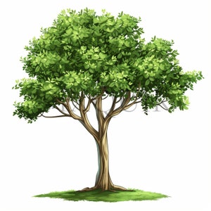 Ash Tree Clipart | Botanical Illustration Jpgs (digital Download) - Etsy