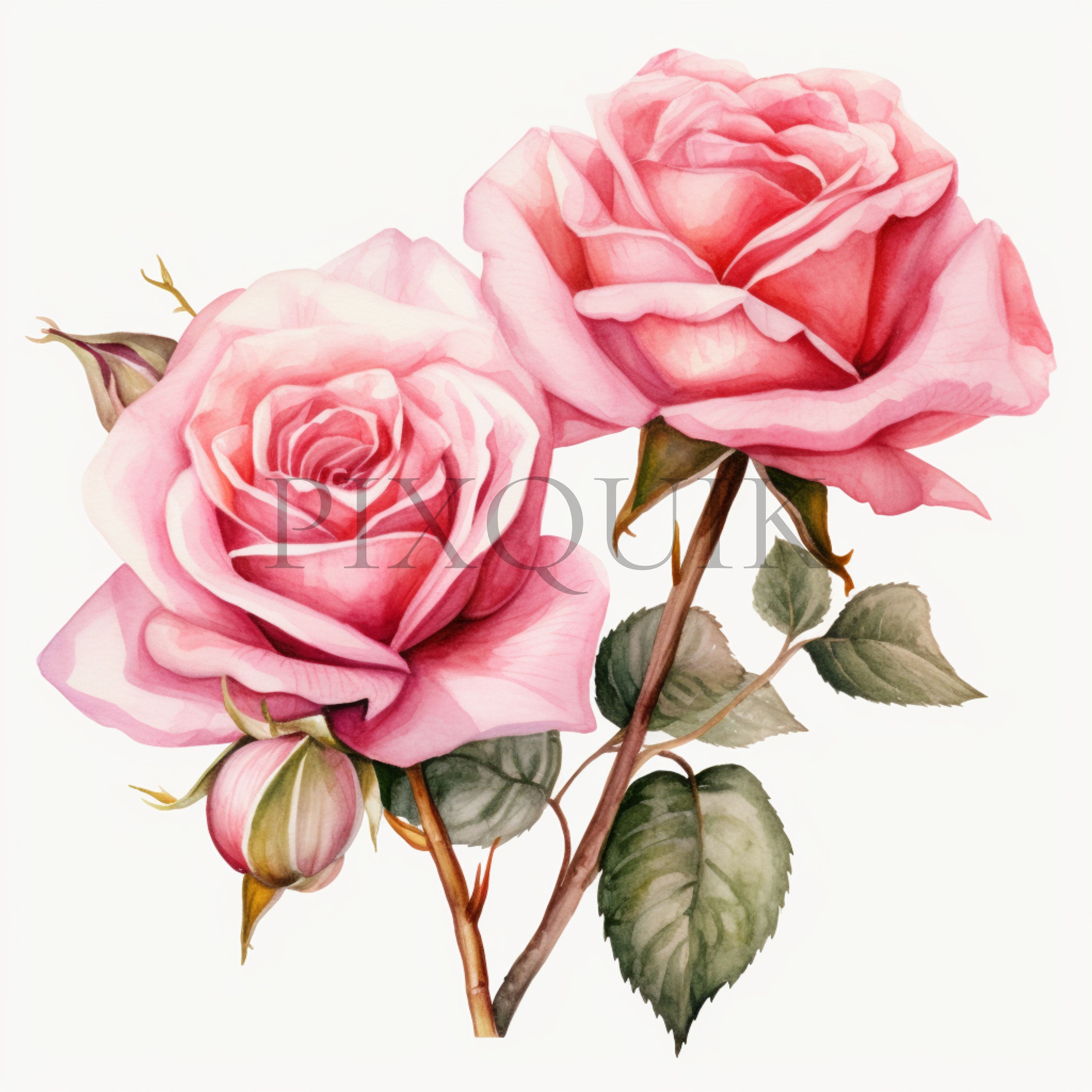 Watercolor Rose Clipart Set - 10 High-quality Jpgs | Instant Digital ...
