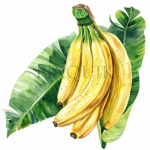 Watercolor Banana Clipart | 10 High Quality Jpgs | Banana Illustration ...