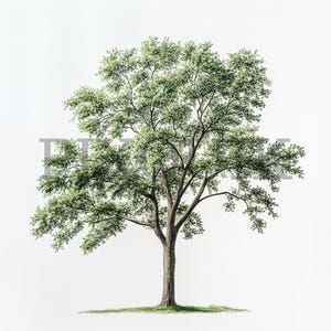 Ash Tree Clipart | 10 JPG Files | Card Making | Digital Paper Crafts ...