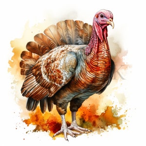 Turkey Clipart - 10 High Quality Jpgs | Turkey Cut File | Turkey ...