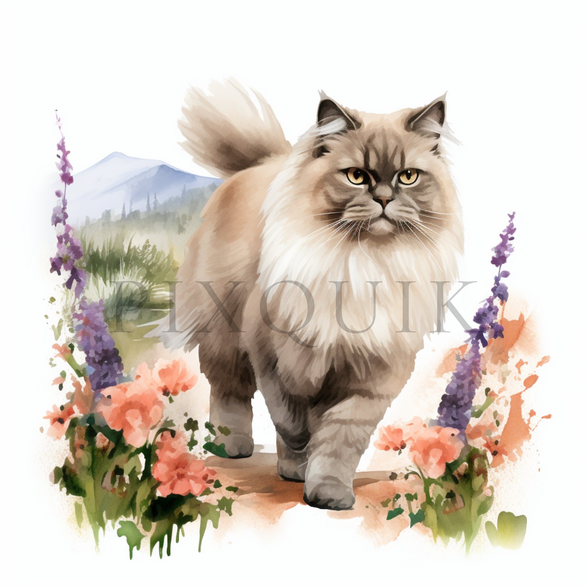 Himalayan Cat Clipart | 10 High Quality Jpgs | Instant Digital Download ...