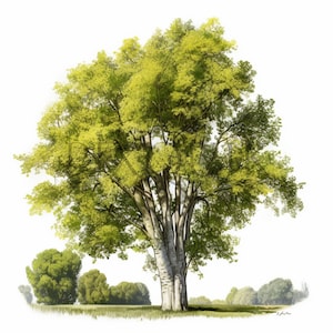 Poplar Tree Illustration | 10 High Quality Jpgs | Poplar Tree Clipart ...