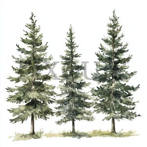 Watercolor Pine Tree Clipart: Nature Illustration (47 JPG Files) - Etsy
