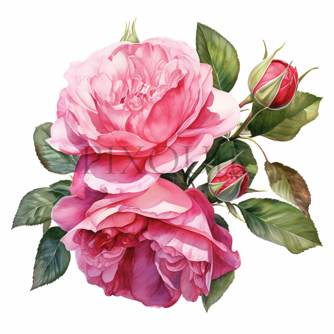 Watercolor Rose Clipart Set – High-quality Floral Graphics (digital ...