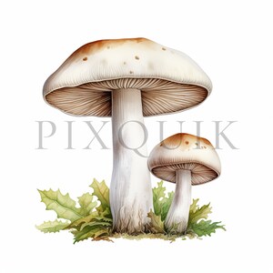 Watercolor Mushroom Clipart 10 High Quality Jpgs Instant Digital ...