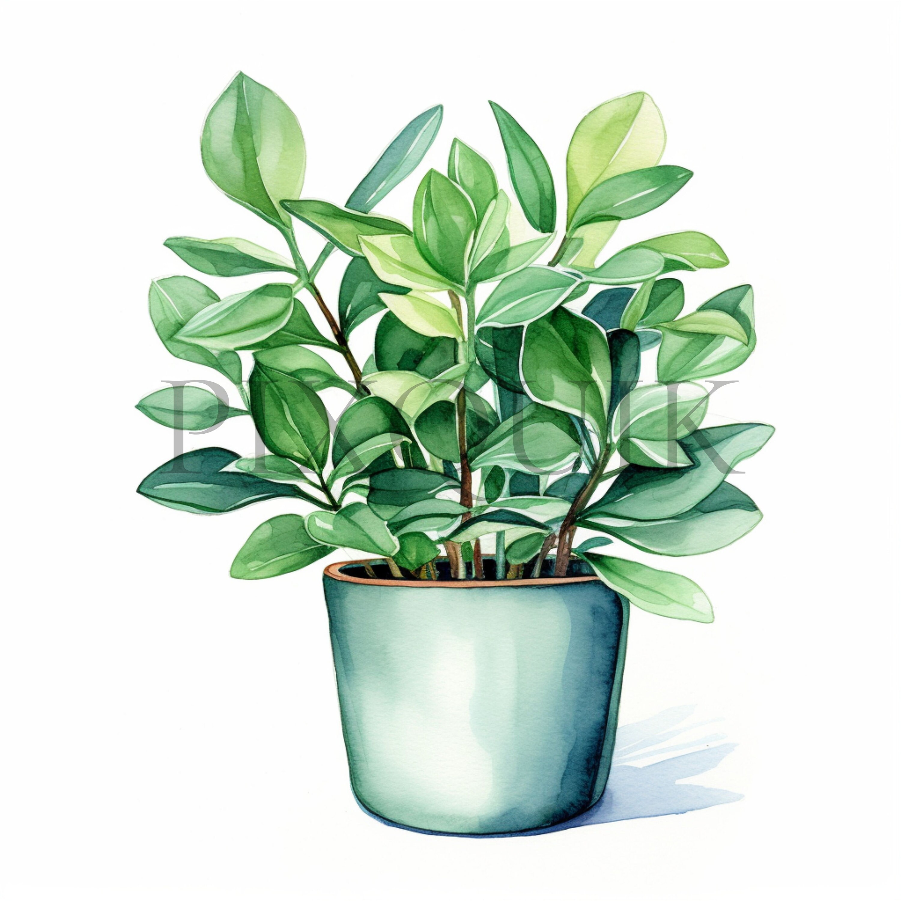 Cute House Plant Clipart | 10 High Quality Jpgs | Botanical Art ...