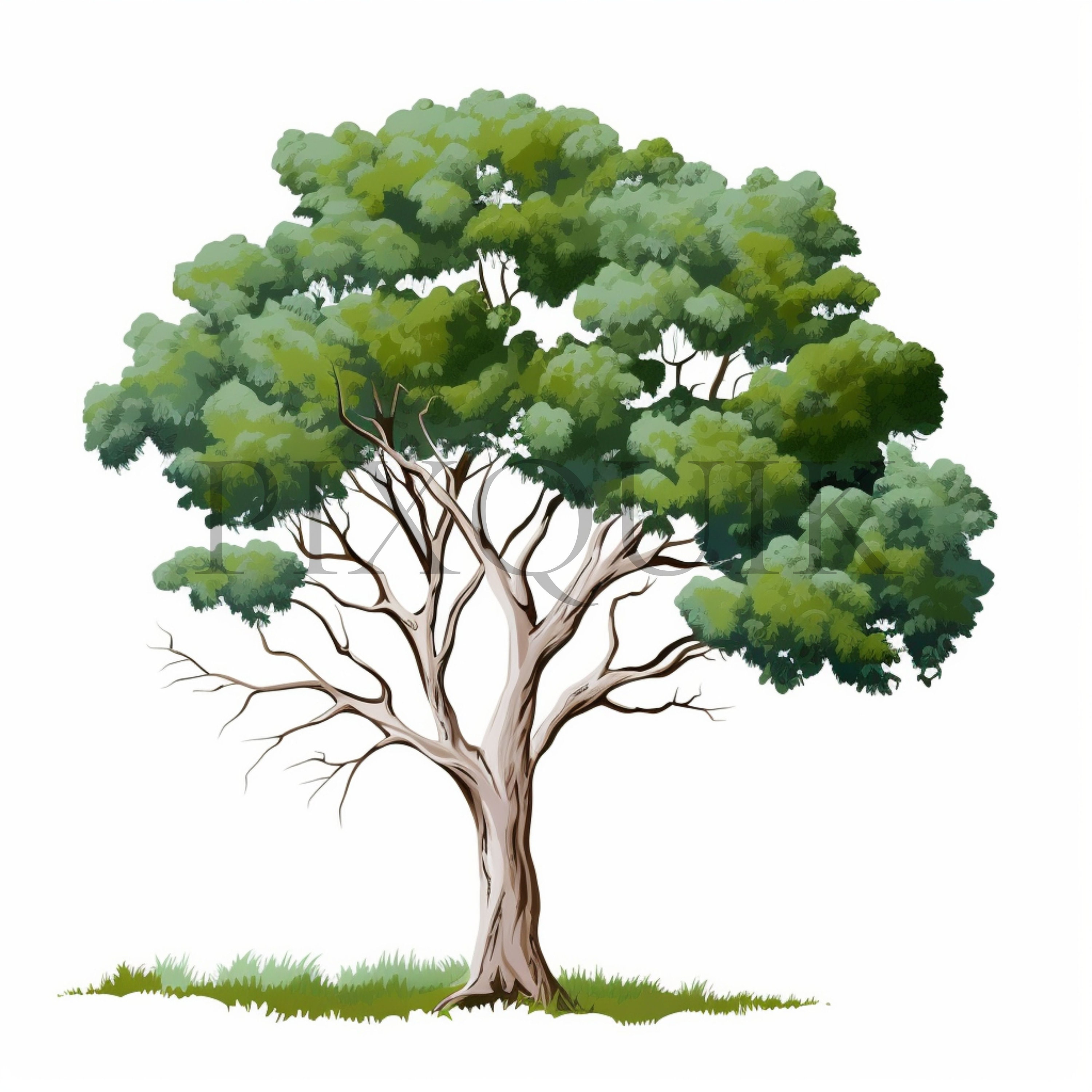 Gum Tree Clipart Tree Clipart 10 High Quality JPG Gum Tree Illustration ...
