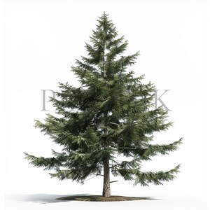 Hemlock Tree Clipart | 10 High Quality Jpgs | Beautiful Trees | Digital ...