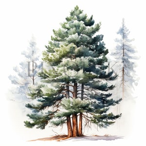 Snowy Pine Tree Clipart | 10 High Quality Jpgs | Digital Download ...