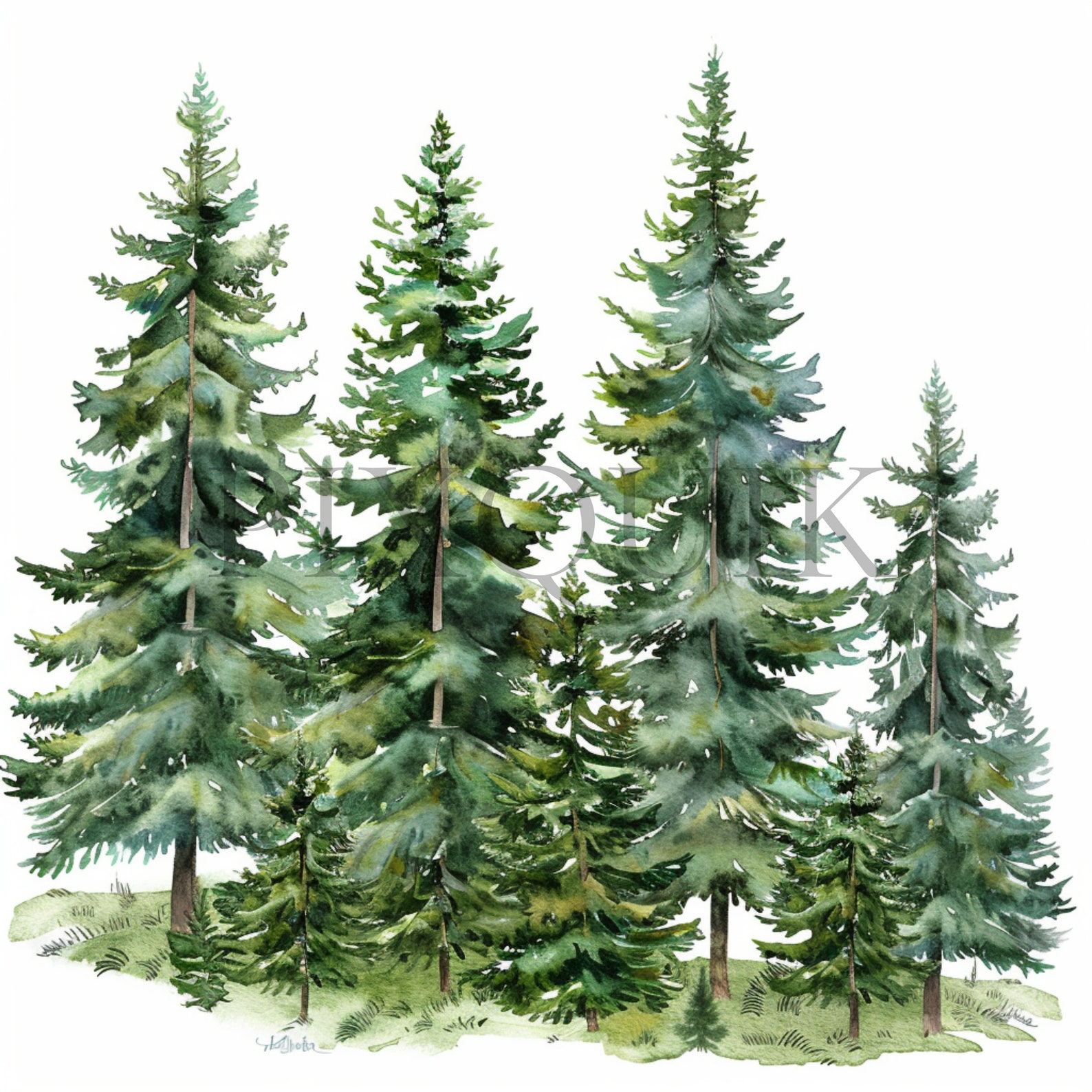 Fir Trees Clipart | 10 High Quality Jpgs | Botanical Art | Fir Tree ...