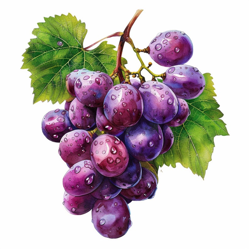 Watercolor Grapes Clipart 10 High Quality Jpgs Fruit Clipart Grape ...