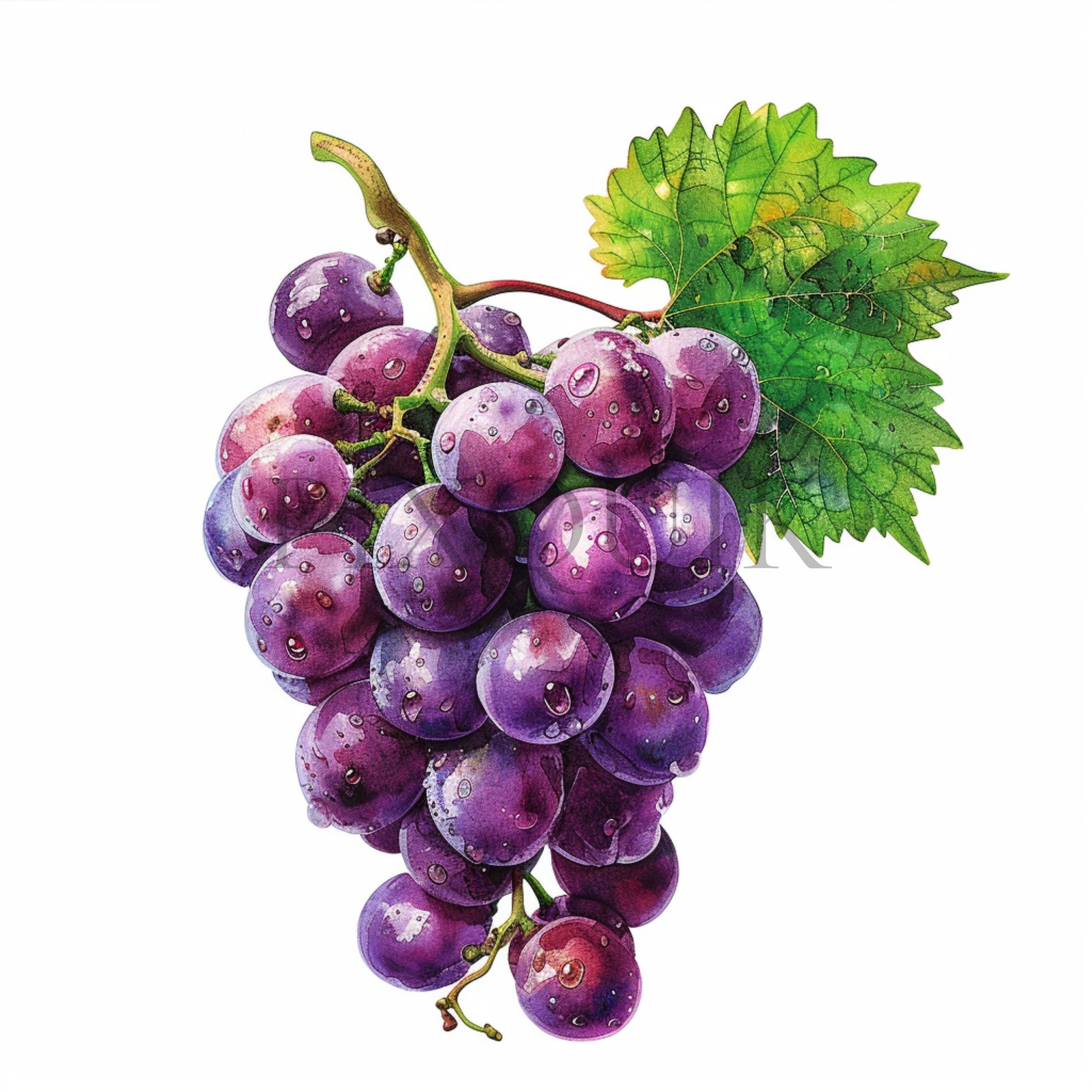 Watercolor Grapes Clipart 10 High Quality Jpgs Fruit Clipart Grape ...