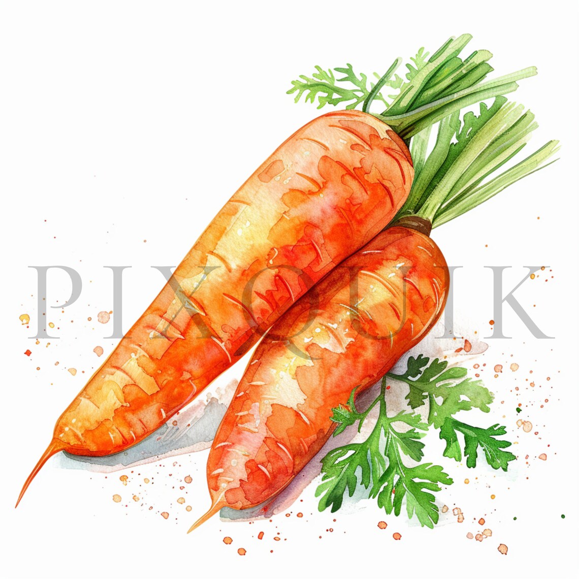 Carrot Clipart 10 High Quality Jpgs Digital Download Carrot Vector ...