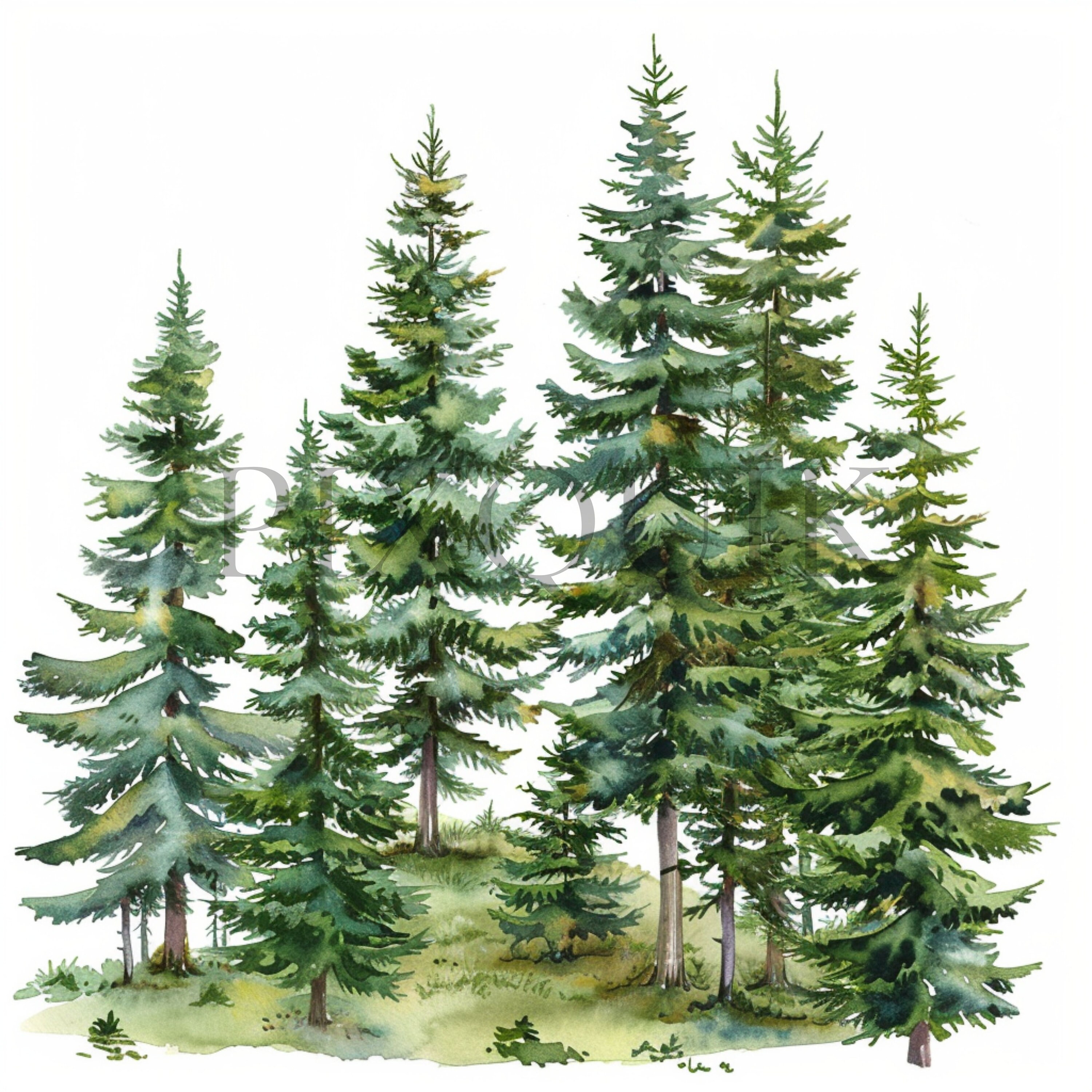 Fir Trees Clipart 10 High Quality Jpgs Botanical Art Fir Tree Images ...