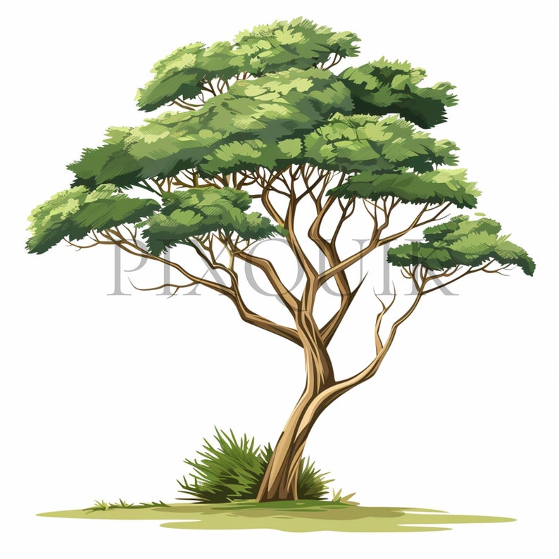 Cedar Trees Clipart 10 High Quality Jpgs Botanical Art Forest Tree ...