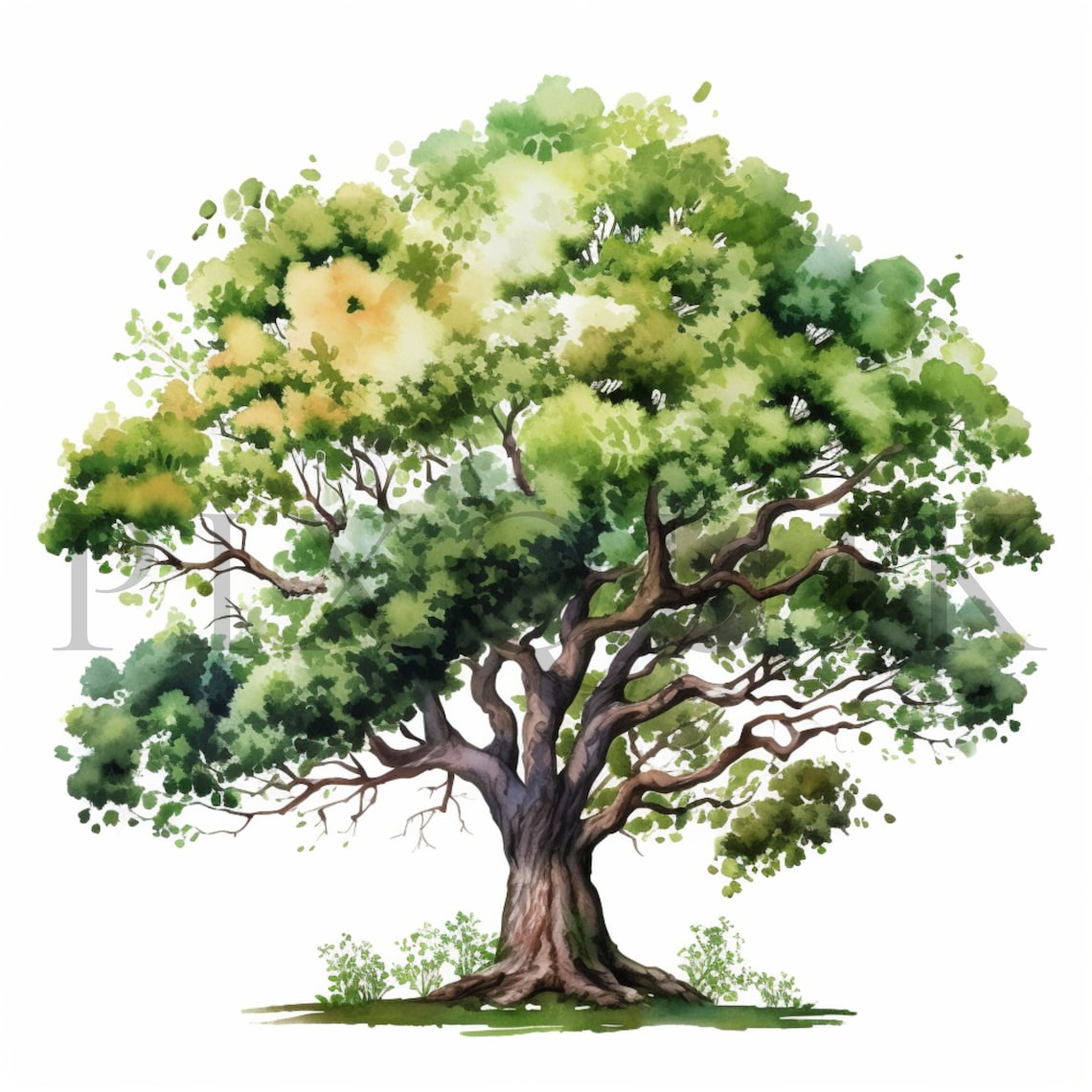 Watercolor Tree Clipart 13 High Quality Jpgs Digital Download ...