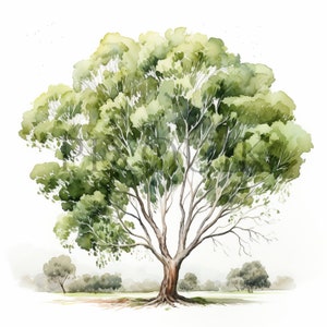 Gum Tree Clipart Tree Clipart 10 High Quality JPG Gum Tree Illustration ...