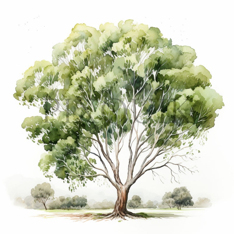 Gum Tree Clipart Tree Clipart 10 High Quality JPG Gum Tree Illustration ...