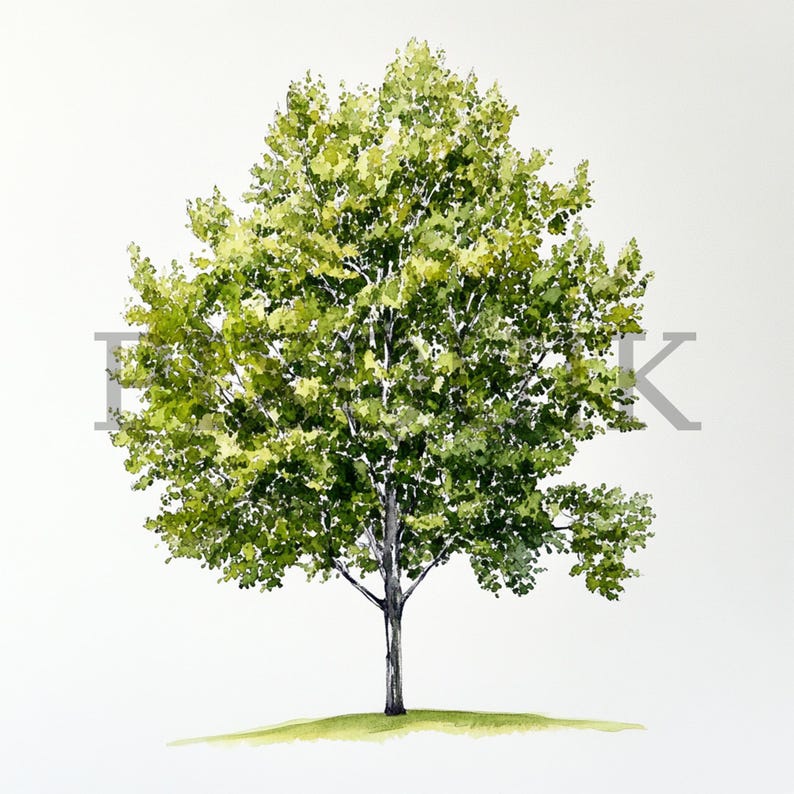 Watercolor Poplar Tree Clipart: Woodland Illustration (10 JPG Files) - Etsy