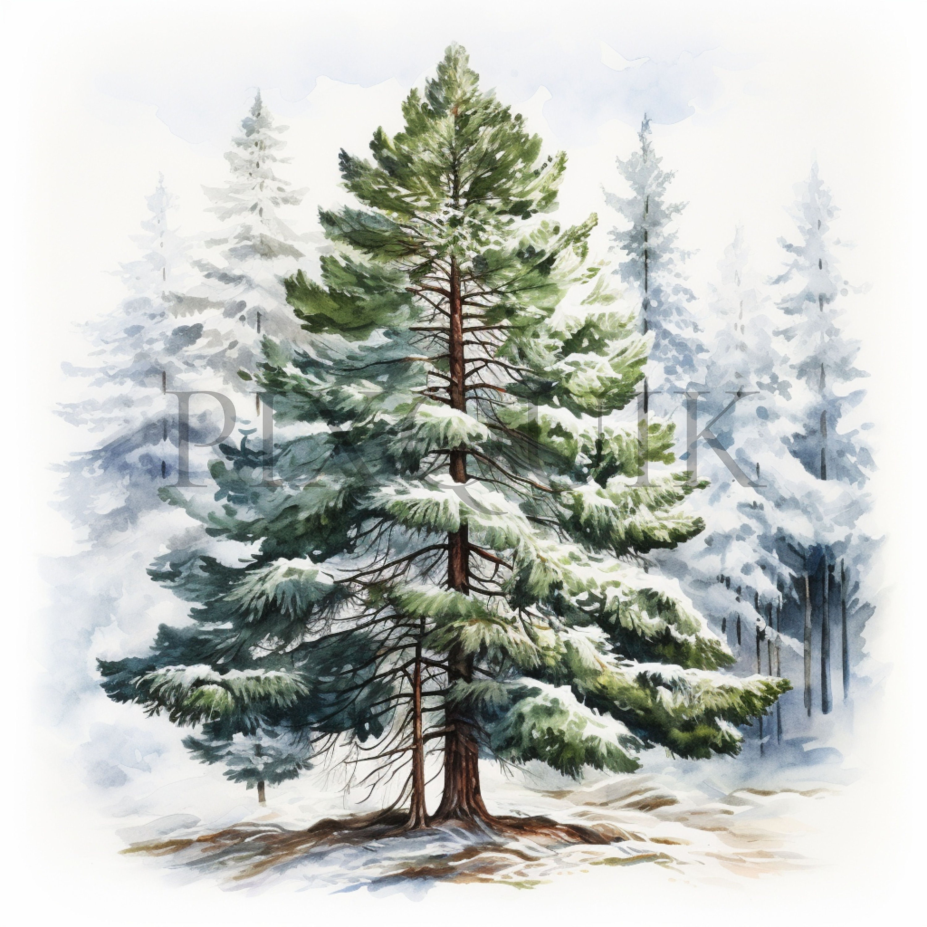 Snowy Pine Tree Clipart | Winter Illustration (digital Download) - Etsy