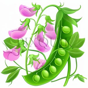 Sweet Peas Clipart | 10 High Quality JPG | Sweetpeas | Sweet Pea ...