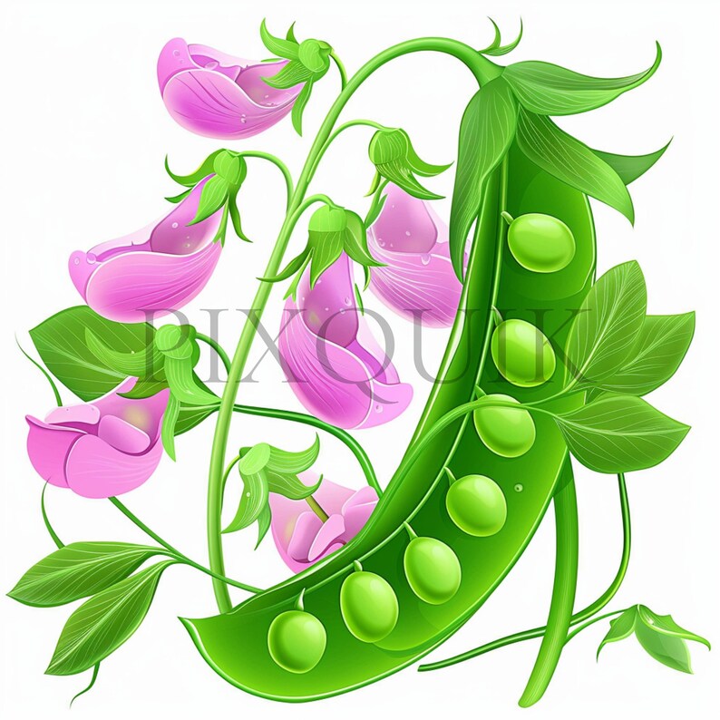 Sweet Peas Clipart 10 High Quality JPG Sweetpeas Sweet Pea Sweet Peas ...