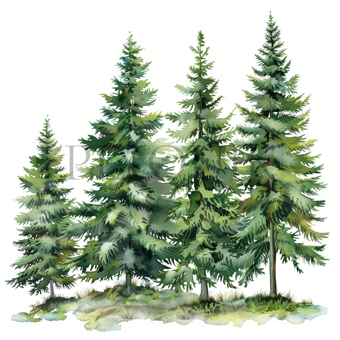 Fir Trees Clipart | 10 High Quality Jpgs | Botanical Art | Fir Tree ...