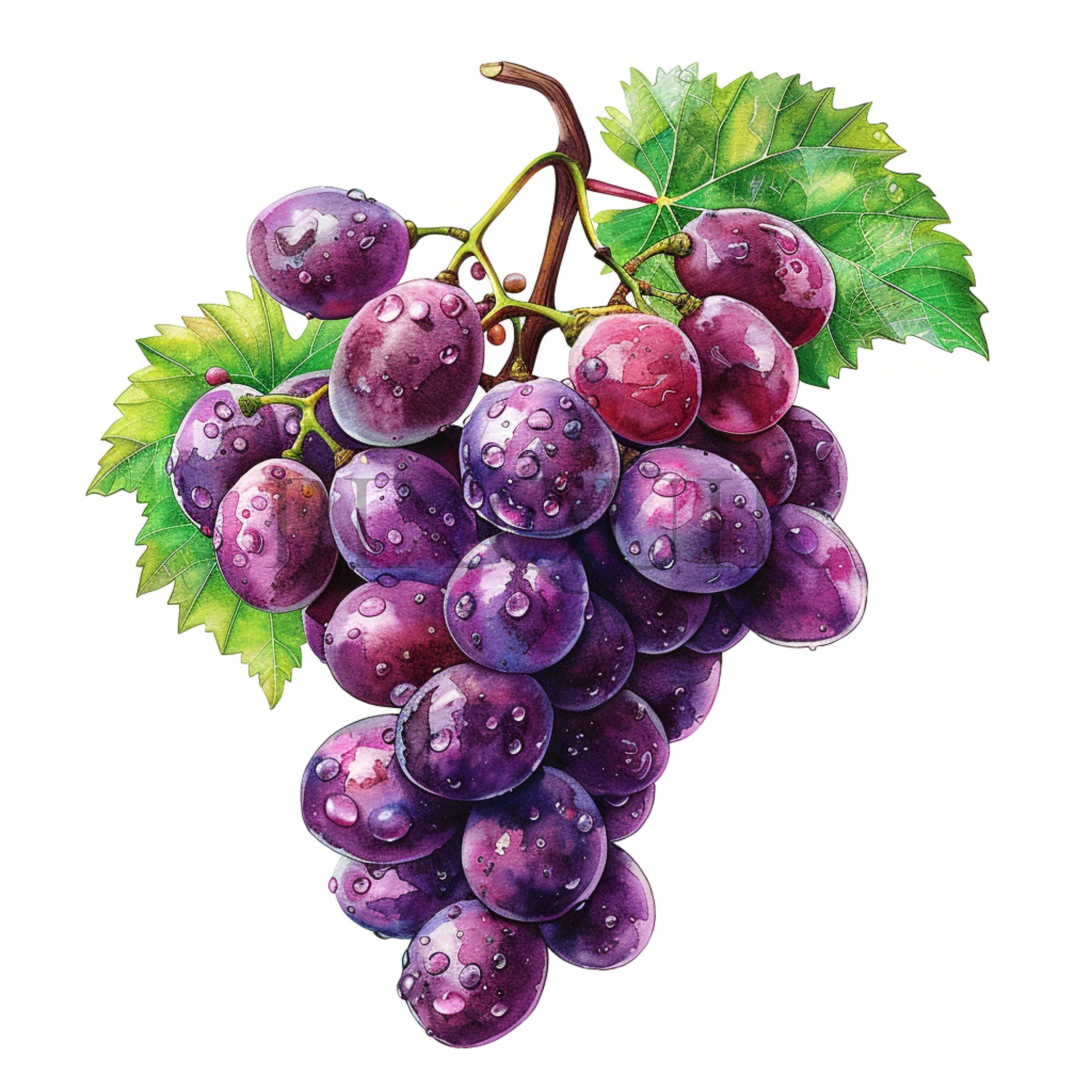 Watercolor Grapes Clipart 10 High Quality Jpgs Fruit Clipart Grape ...