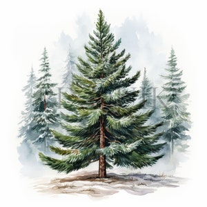 Snowy Pine Tree Clipart | 10 High Quality Jpgs | Digital Download ...