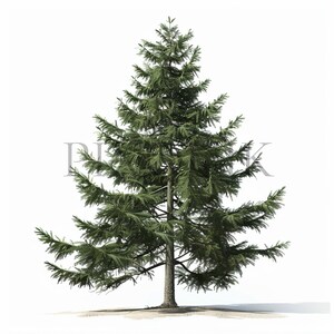 Hemlock Tree Clipart | 10 High Quality Jpgs | Beautiful Trees | Digital ...