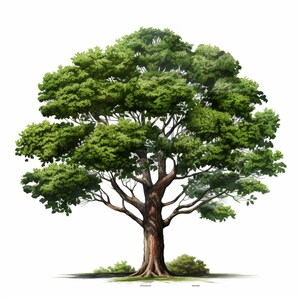 Mahogany Tree Clipart | High-resolution JPG (digital Download) - Etsy