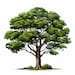 Mahogany Tree Clipart | High-resolution JPG (digital Download) - Etsy