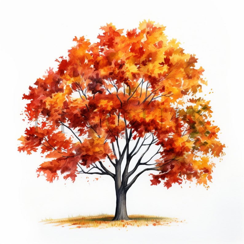 Fall Tree Clipart 10 High Quality Jpgs Digital Download Maple Tree ...
