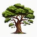 Real Tree Clipart Mahogany Tree Mahogany 10 High Quality JPG Gum tree ...
