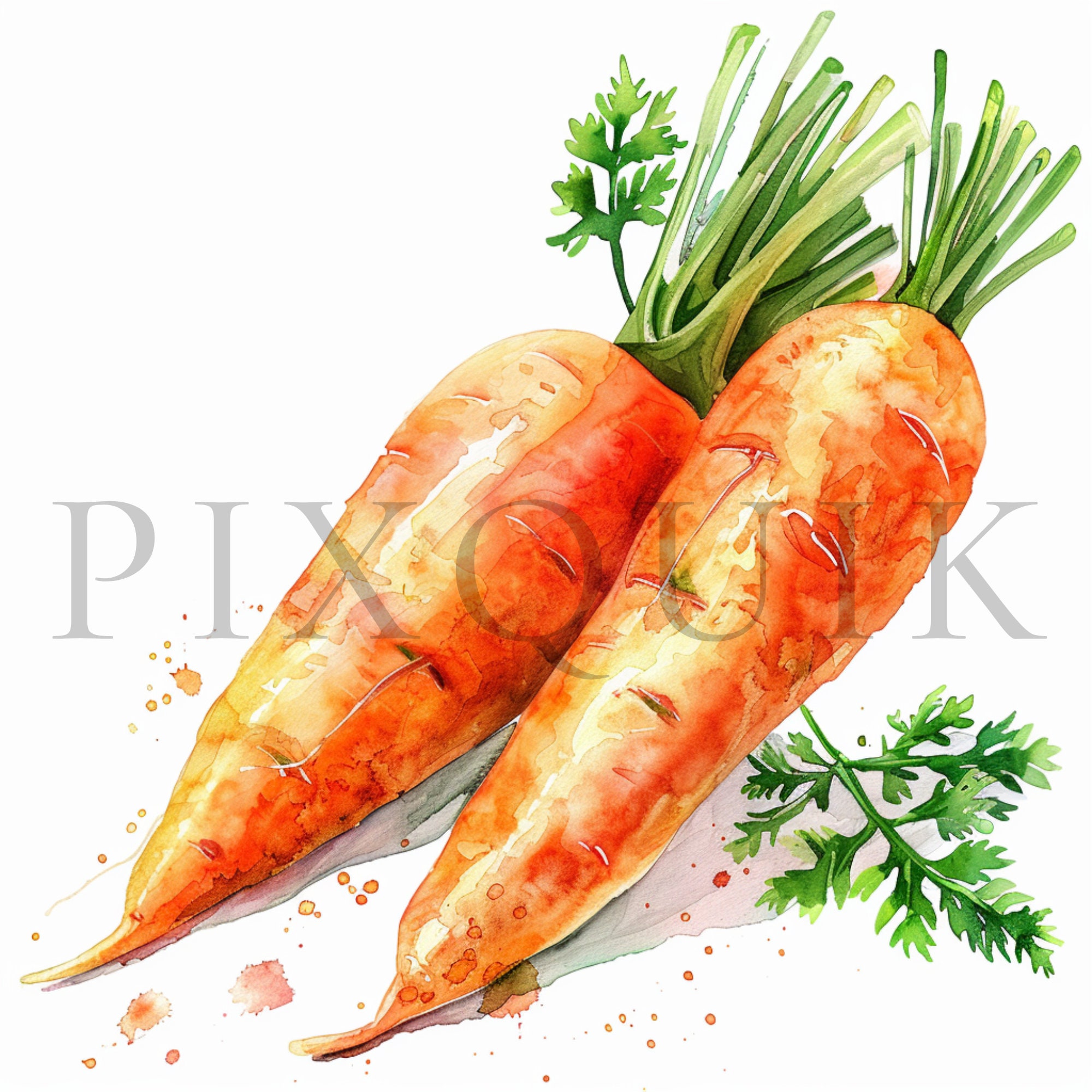 Carrot Clipart 10 High Quality Jpgs Digital Download Carrot Vector ...