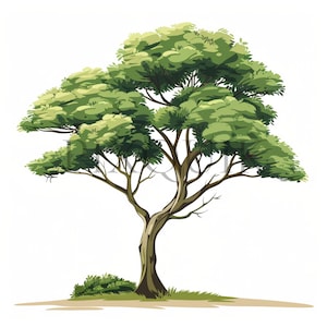 Cedar Trees Clipart | 10 High Quality Jpgs | Botanical Art | Forest ...