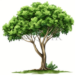 Ash Trees Clipart | 10 High Quality Jpgs | Botanical Art | Ash Tree ...