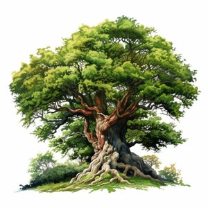 Yew Tree Clipart | Yew | 10 High Quality JPG | Yew Illustration | Tree ...
