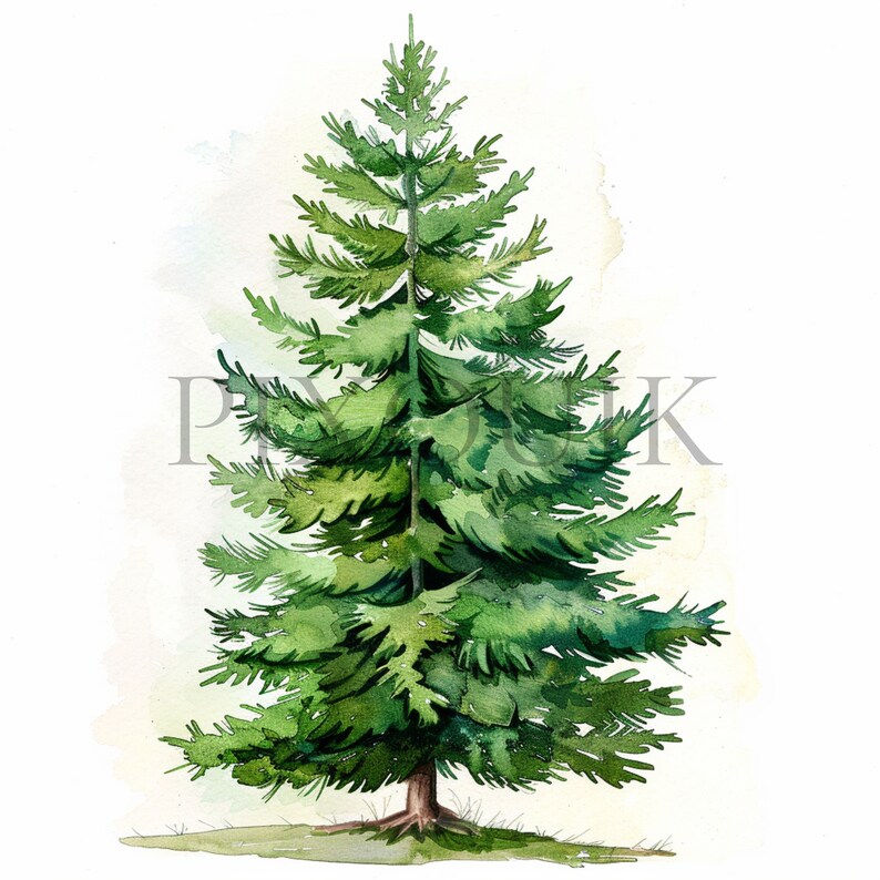 Spruce Tree Clipart 10 High Quality Jpgs Nature Clipart Tree Clipart ...
