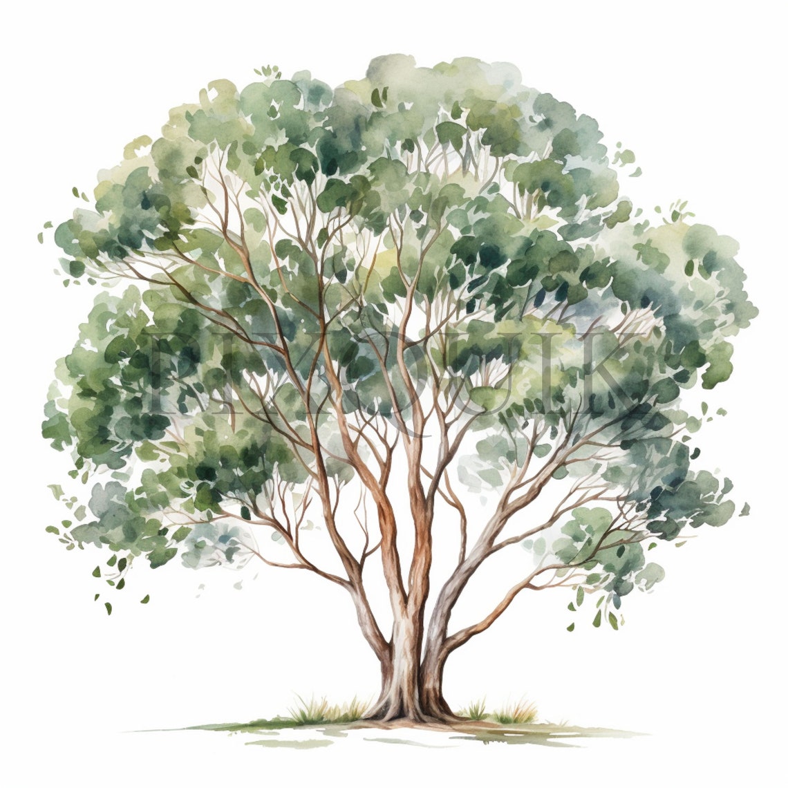 Gum Tree Clipart Tree Clipart 10 High Quality JPG Gum Tree Illustration ...