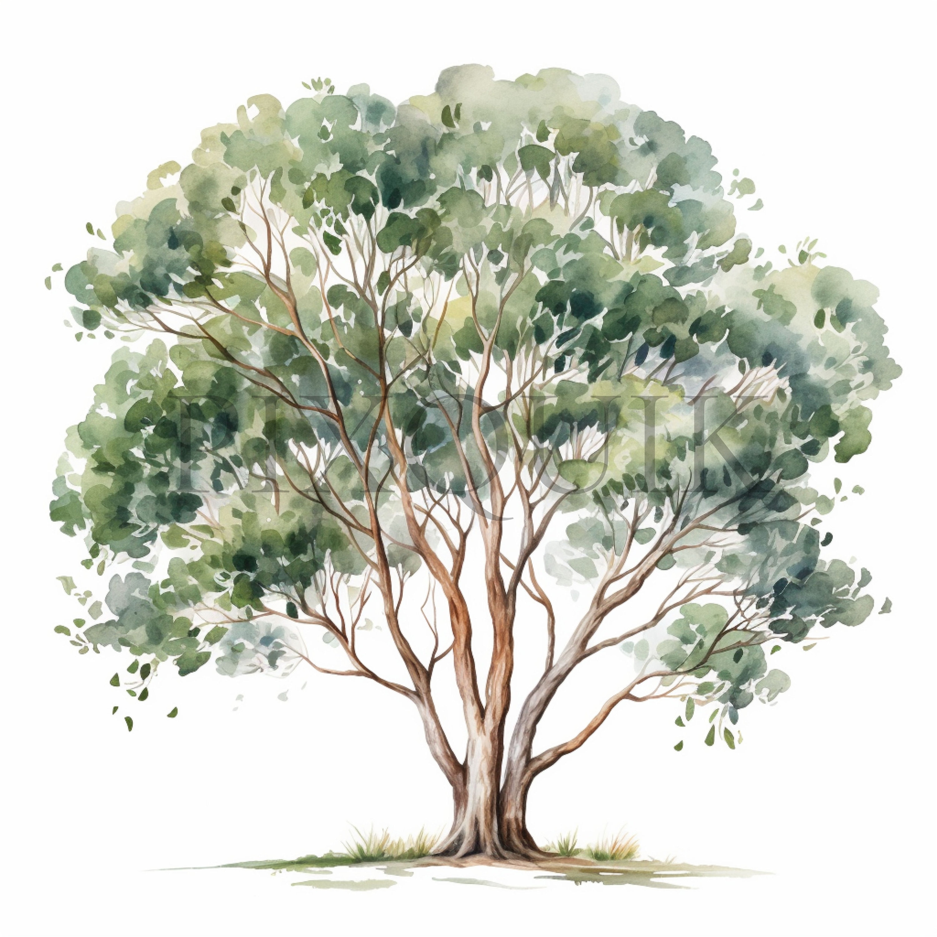 Gum Tree Clipart Tree Clipart 10 High Quality JPG Gum Tree Illustration ...