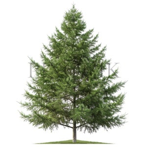 Hemlock Tree Clipart | 10 High Quality Jpgs | Beautiful Trees | Digital ...
