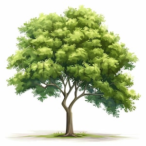 Ash Trees Clipart | 10 High Quality Jpgs | Botanical Art | Ash Tree ...