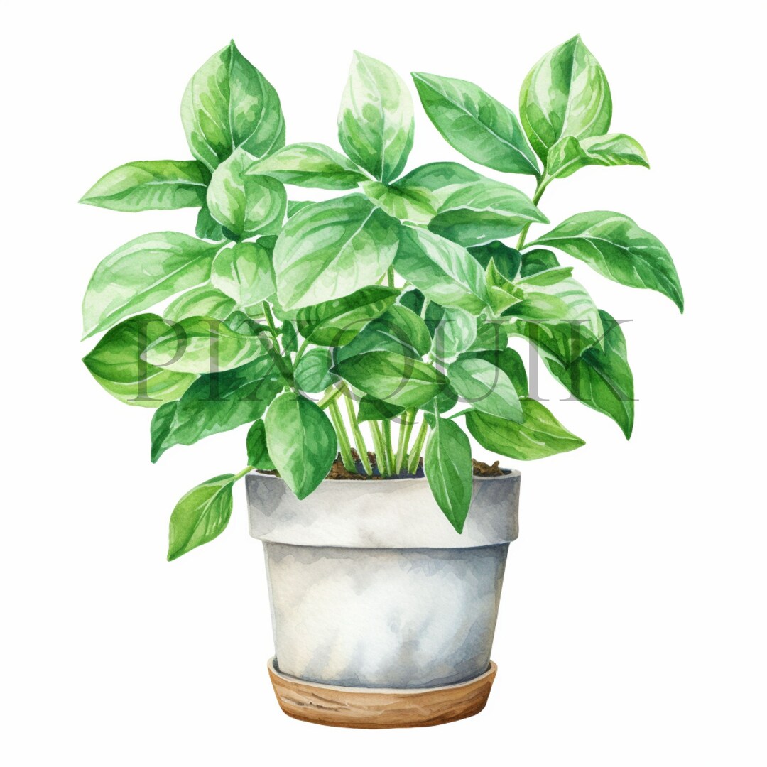 Potted Plant Clipart | 10 High Quality Jpgs | Indoor Plant Art ...