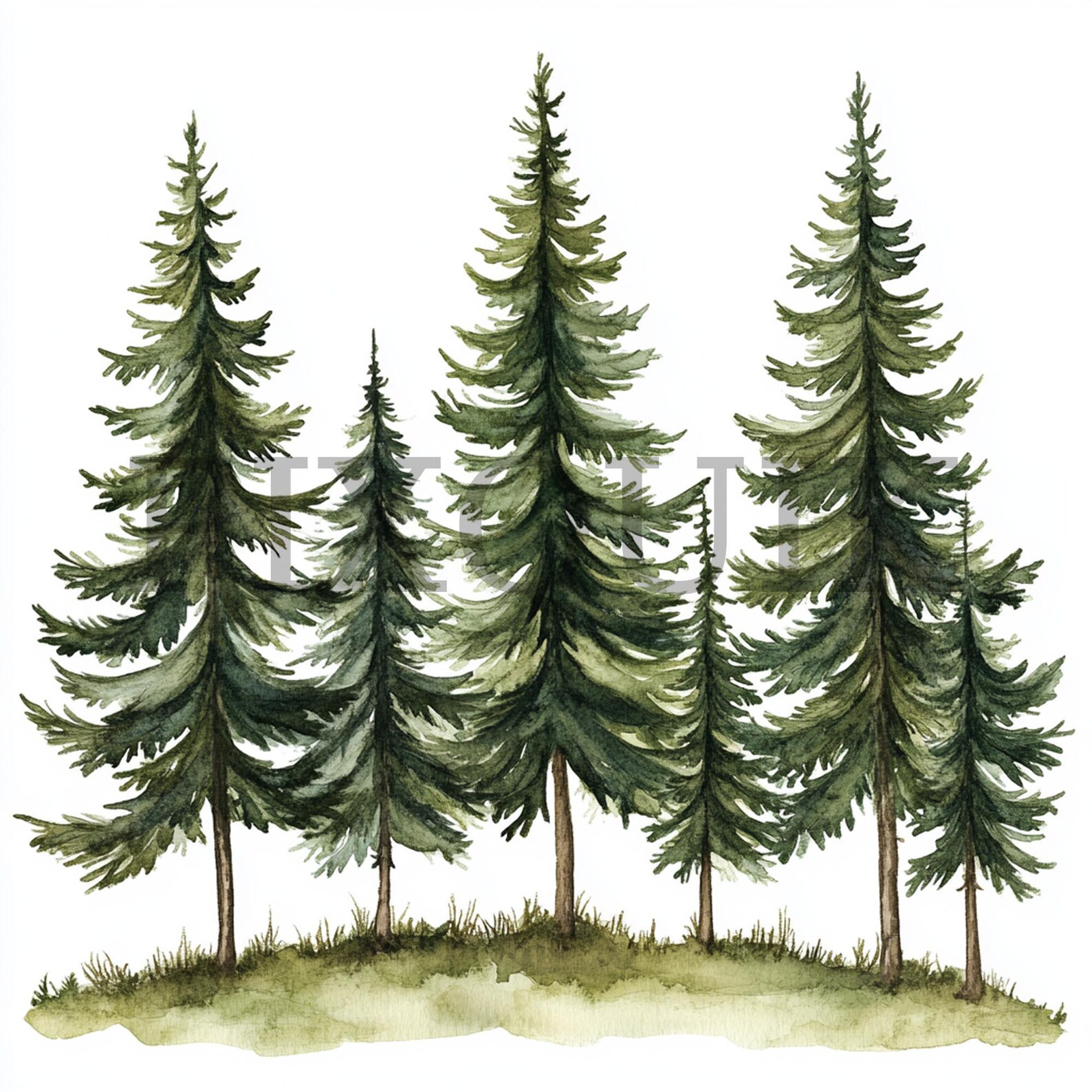 Watercolor Pine Tree Clipart: Nature Illustration (47 JPG Files) - Etsy